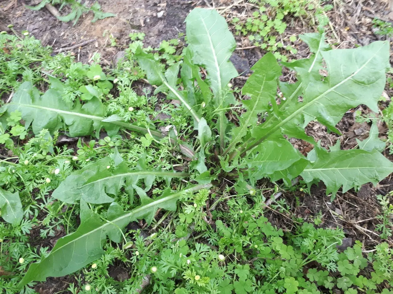Fruit & Vegetables - A Beginners Guide to Edible Weeds | Dandelion ...
