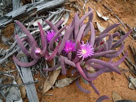 Fruit & Vegetables - Aussie Bush Tucker - An Introduction to Common ...