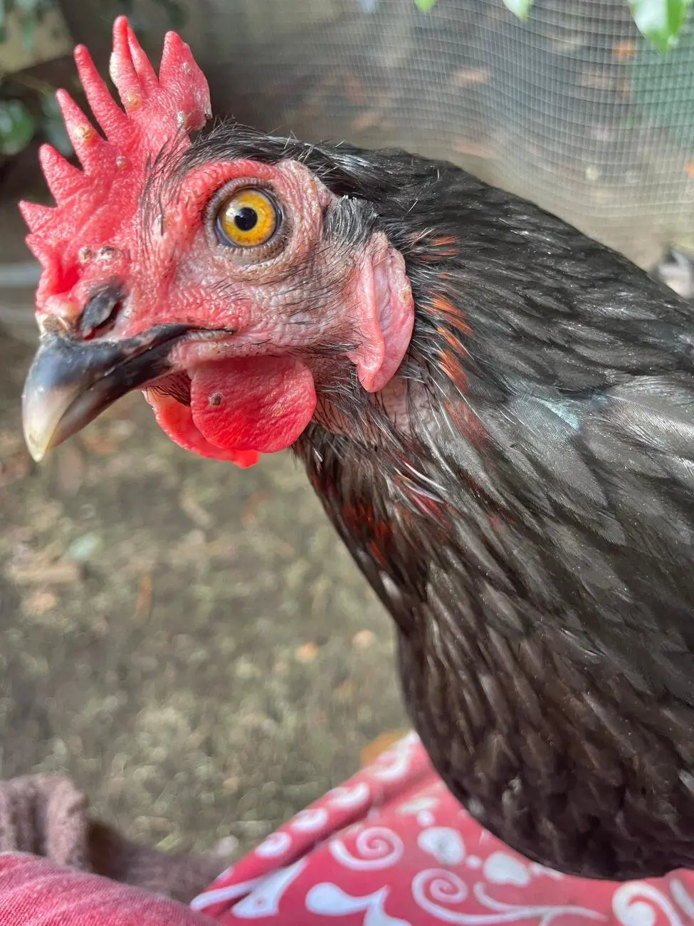 Question - One of our hens suddenly got skin scabby things. What should ...