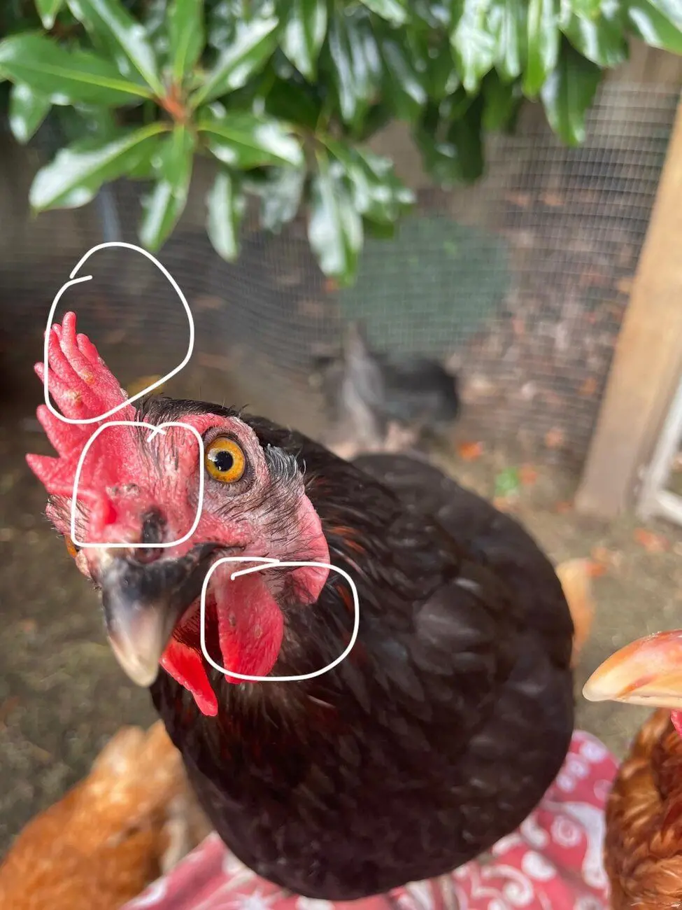 Question - One of our hens suddenly got skin scabby things. What should ...