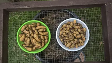 First spuds ever.... | Self Sufficient Culture