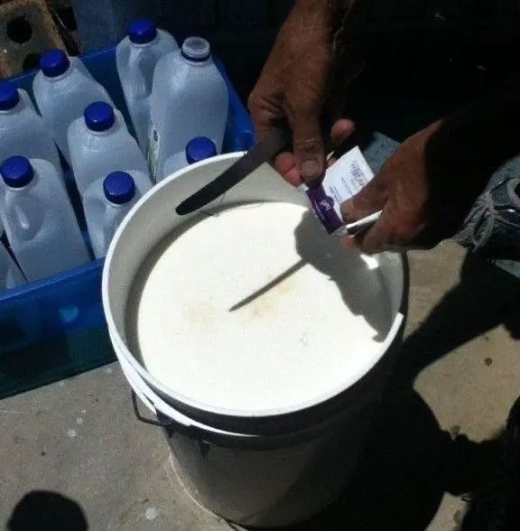 Making homemade cheese out of regular milk | Self Sufficient Culture