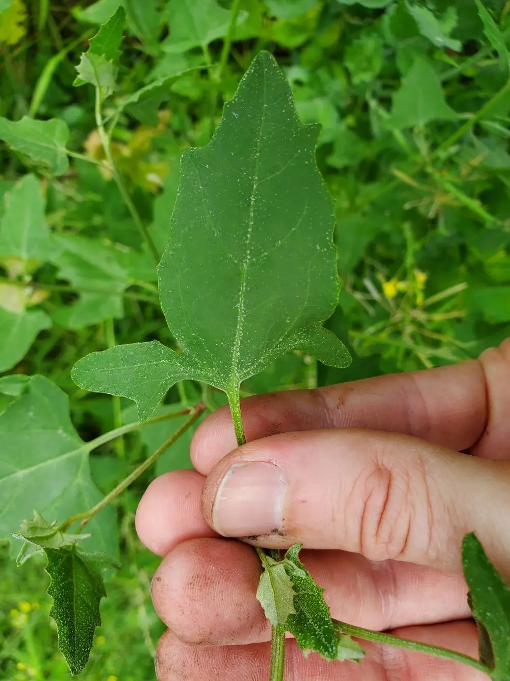 Fruit & Vegetables - A Beginners Guide to Edible Weeds | Fat Hen ...