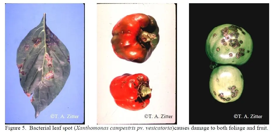 Tomato & Capsicum diseases | Self Sufficient Culture