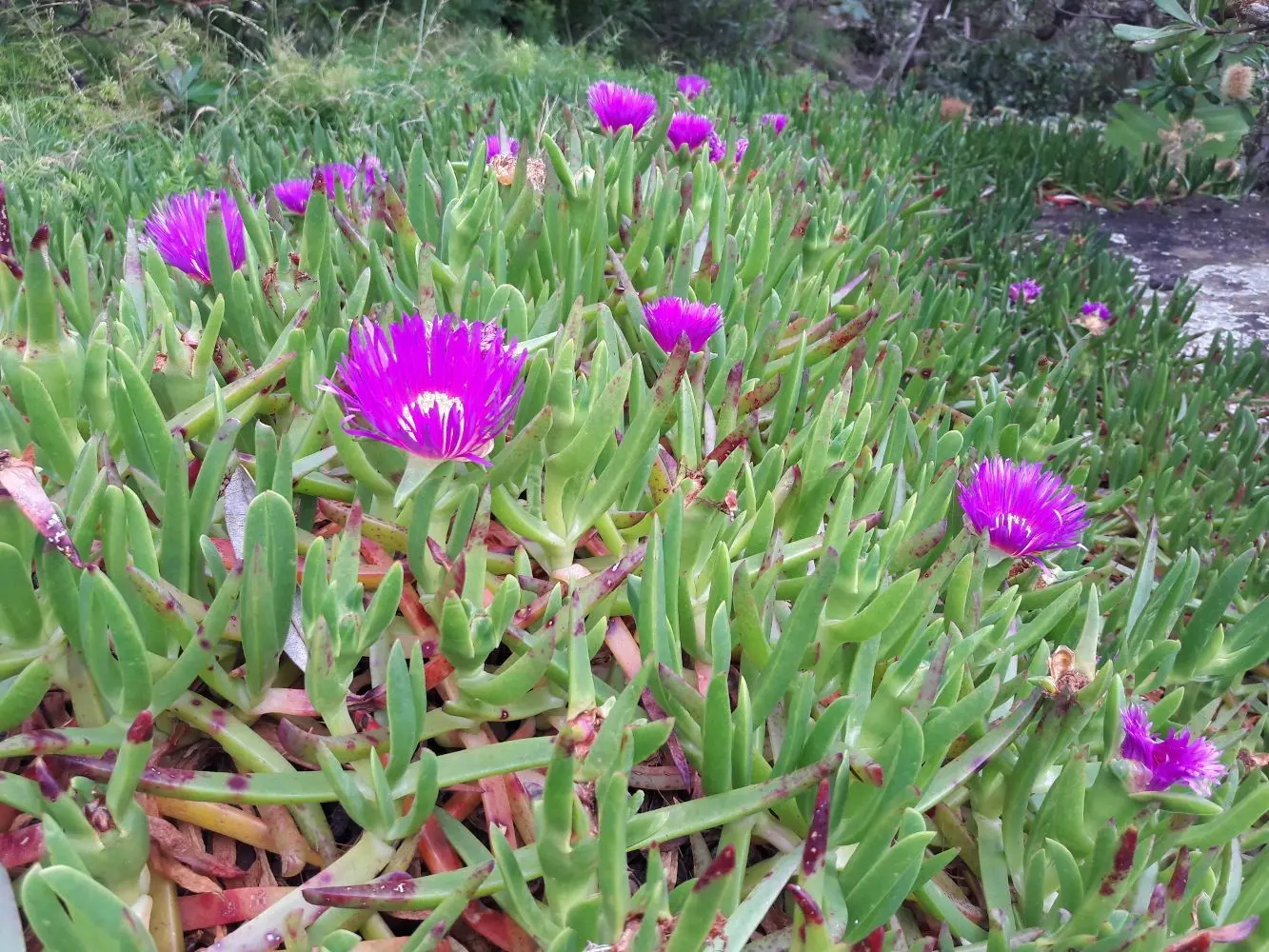 Fruit & Vegetables - Aussie Bush Tucker - An Introduction to Common ...