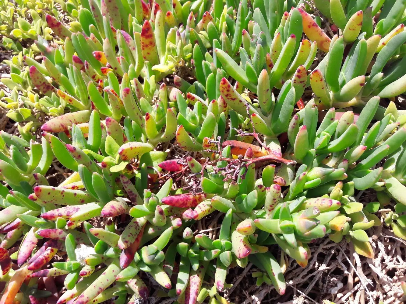 Fruit & Vegetables - Aussie Bush Tucker - An Introduction to Common ...
