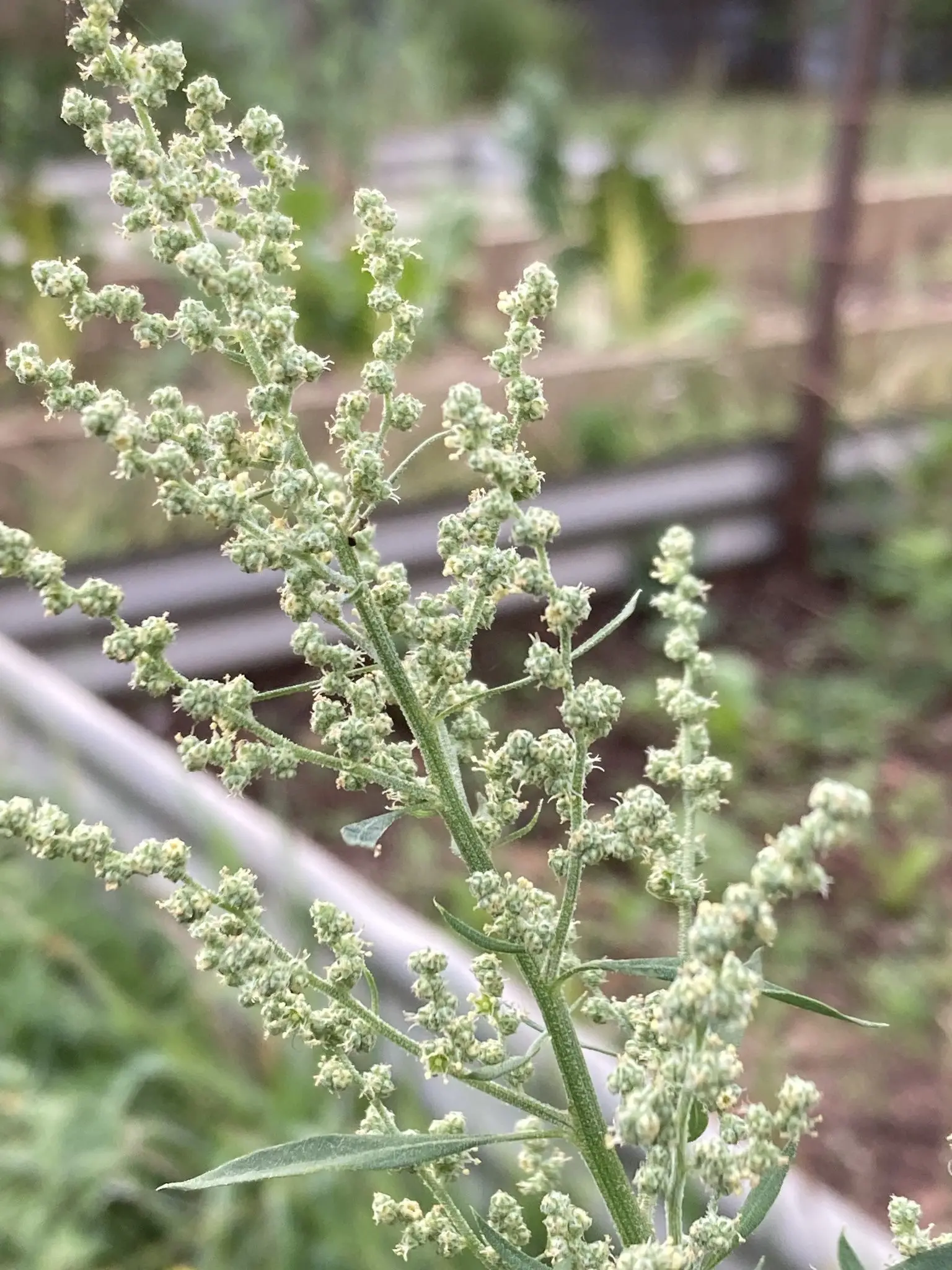 Fruit & Vegetables - A Beginners Guide to Edible Weeds | Fat Hen/Goosefoot (Chenopodium spp.)