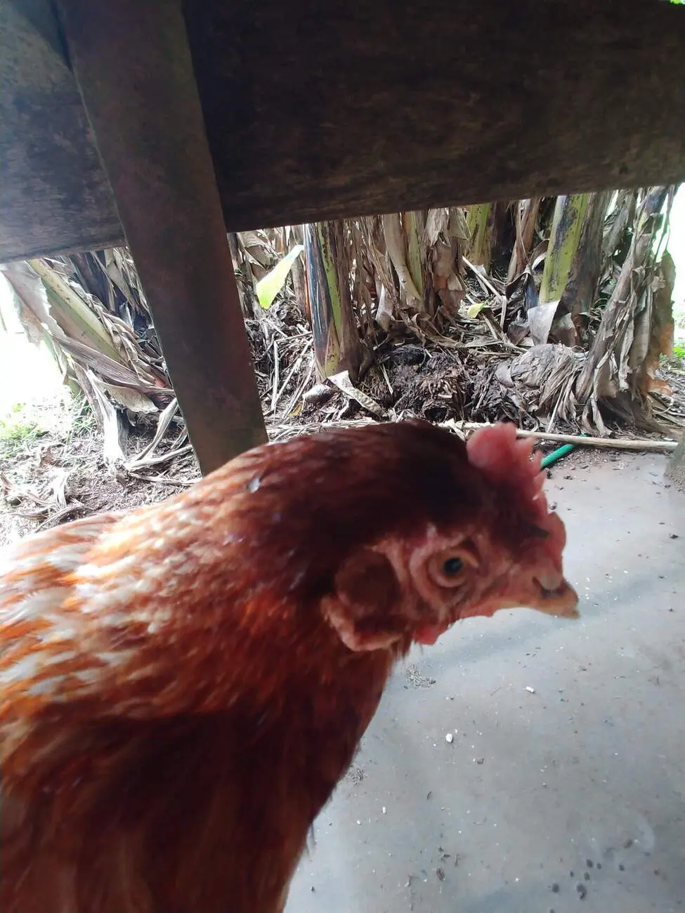 Sick Chook? - Self Sufficient Culture