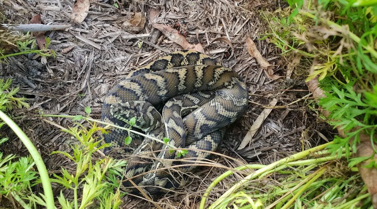Carrot snake - Self Sufficient Culture