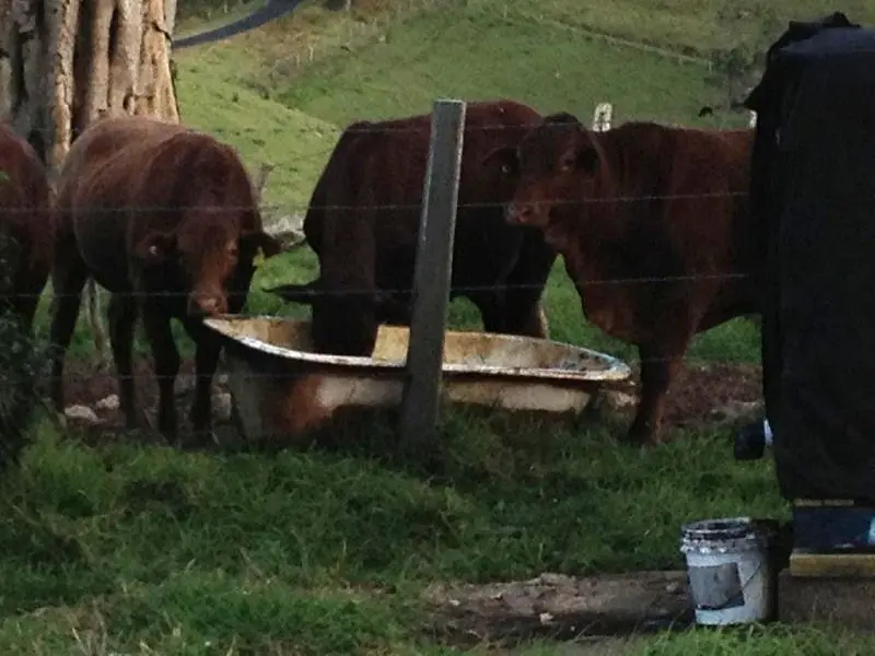 Drought Master Cattle - Self Sufficient Culture
