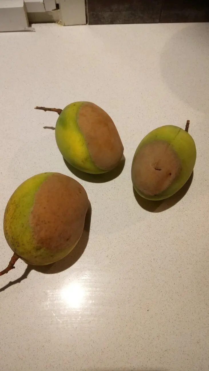 First mangoes ....sunburnt?? | Self Sufficient Culture