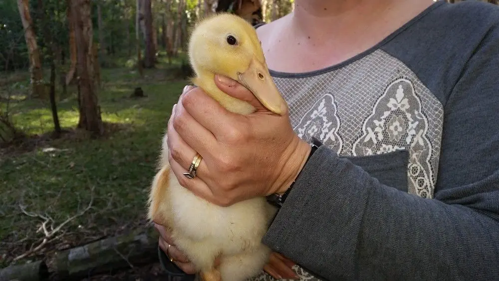Our first natural duck hatching Pekins ducklings - Self Sufficient Culture