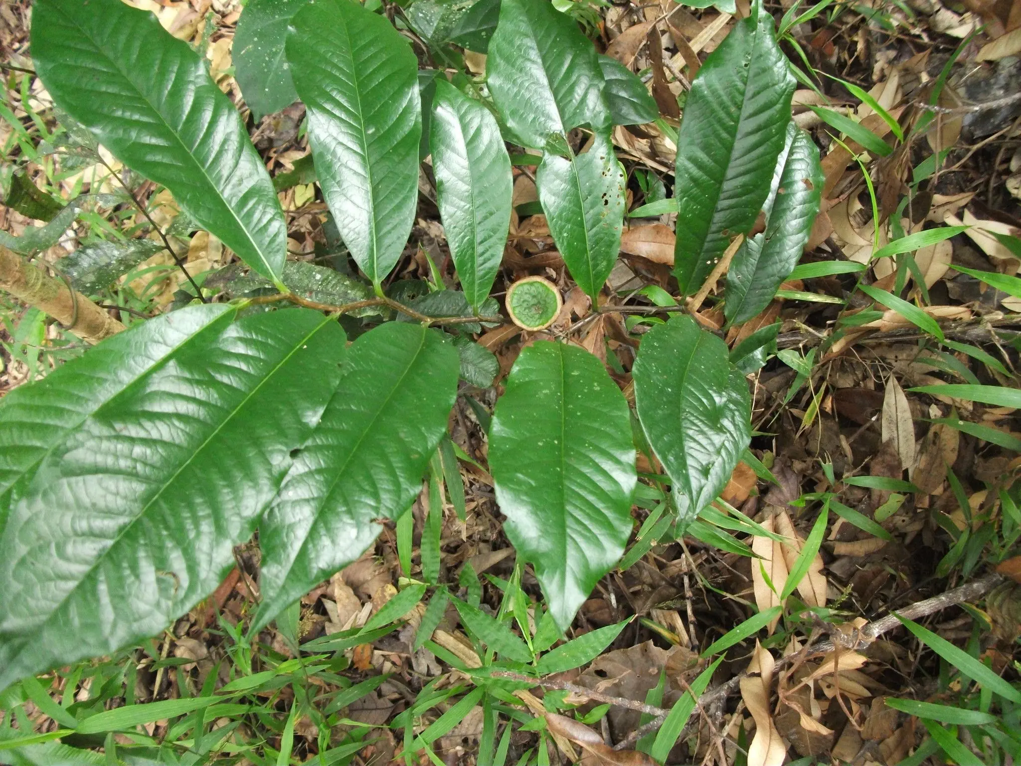 Fruit & Vegetables - Aussie Bush Tucker - An Introduction to Common ...