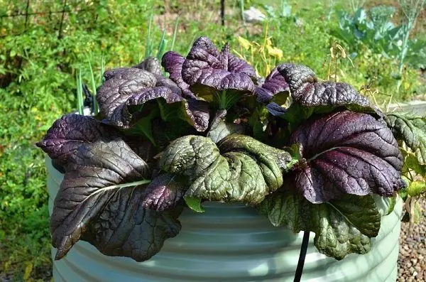Japanese Red Mustard Stems Pickled | Self Sufficient Culture