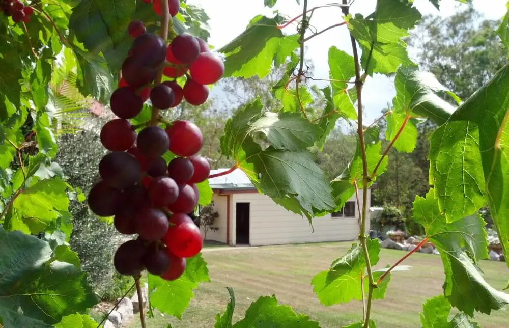Growing grapes in subtropical climate SE QLD - Self Sufficient Culture