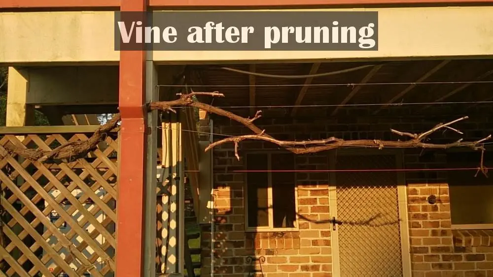 Growing grapes in subtropical climate SE QLD - Self Sufficient Culture