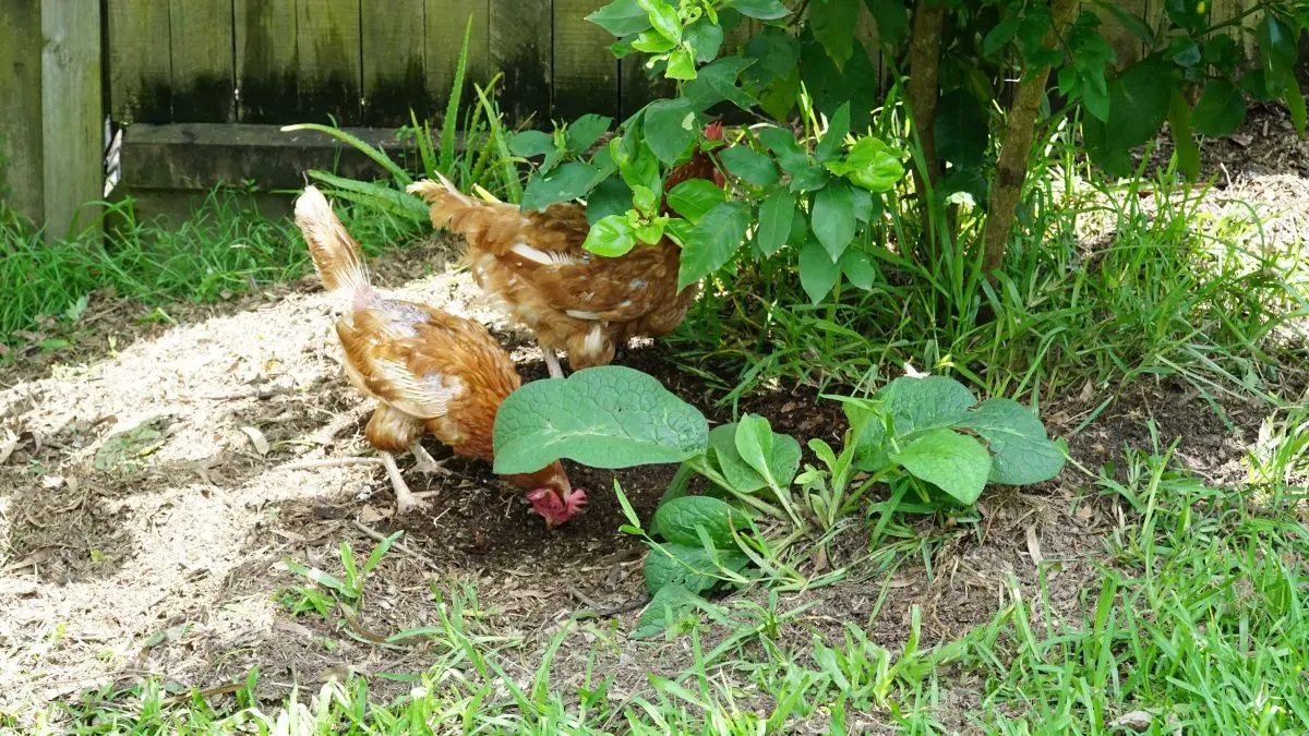 Chooks by the Sea - Self Sufficient Culture