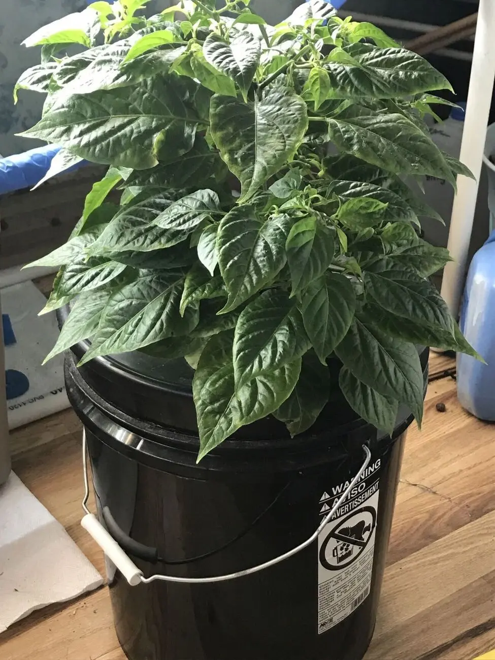 hot pepper TEST | Self Sufficient Culture