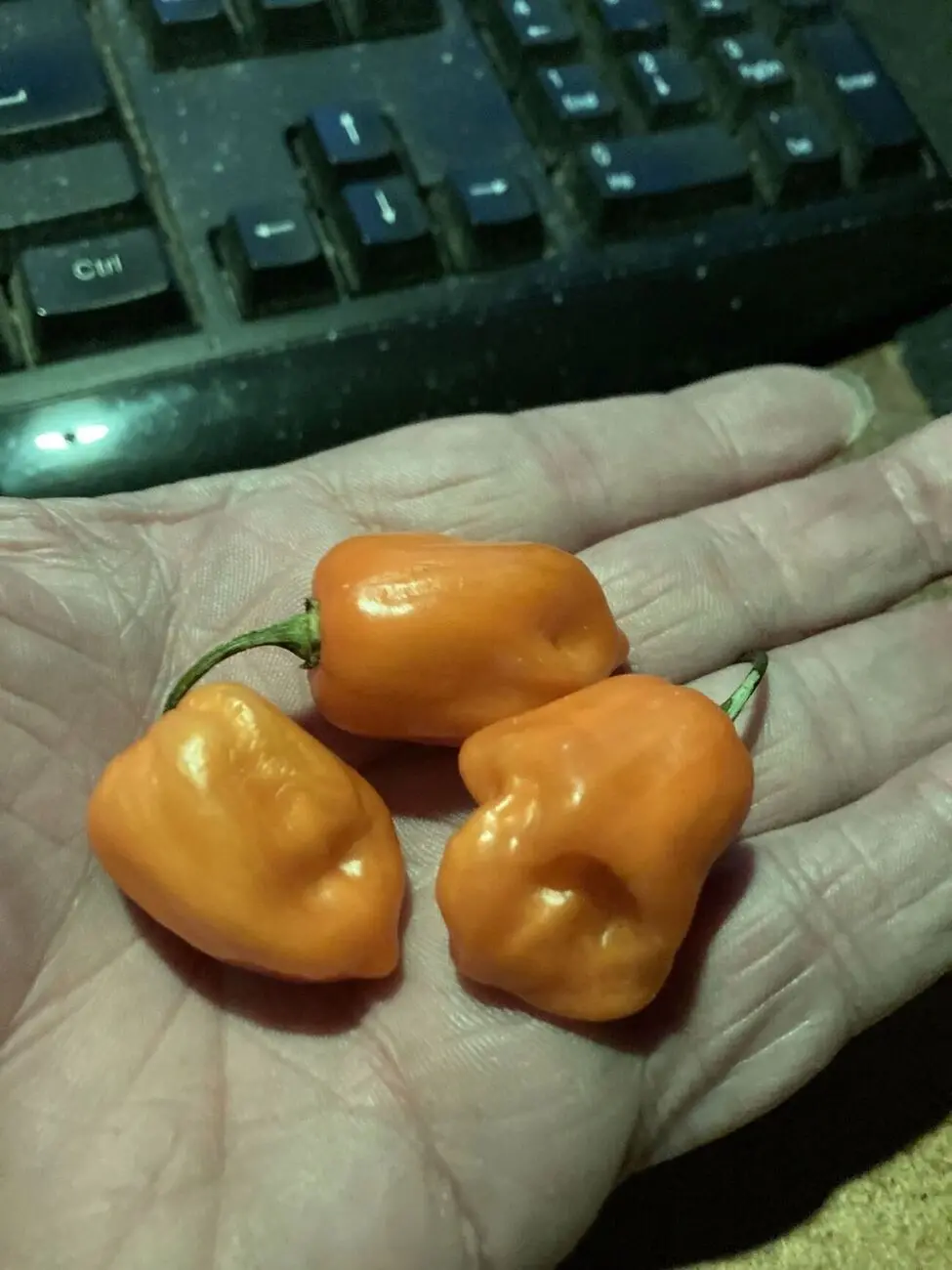 hot pepper TEST | Self Sufficient Culture