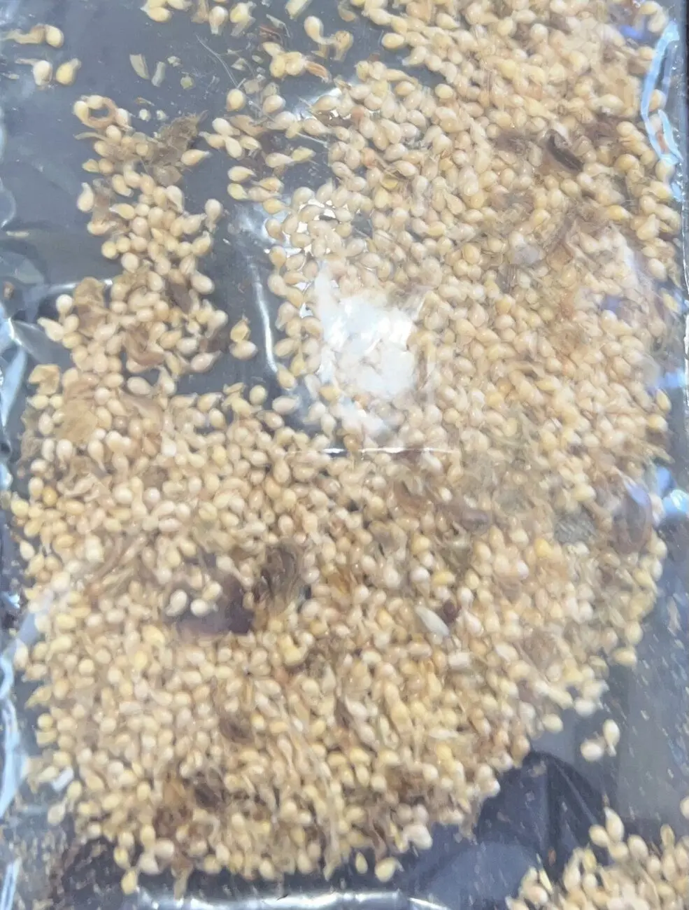 Gardening - Seed ID - Self Sufficient Culture