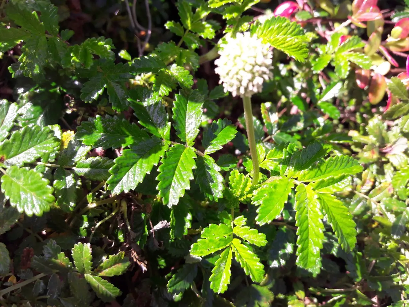 Fruit & Vegetables - Aussie Bush Tucker - An Introduction to Common ...