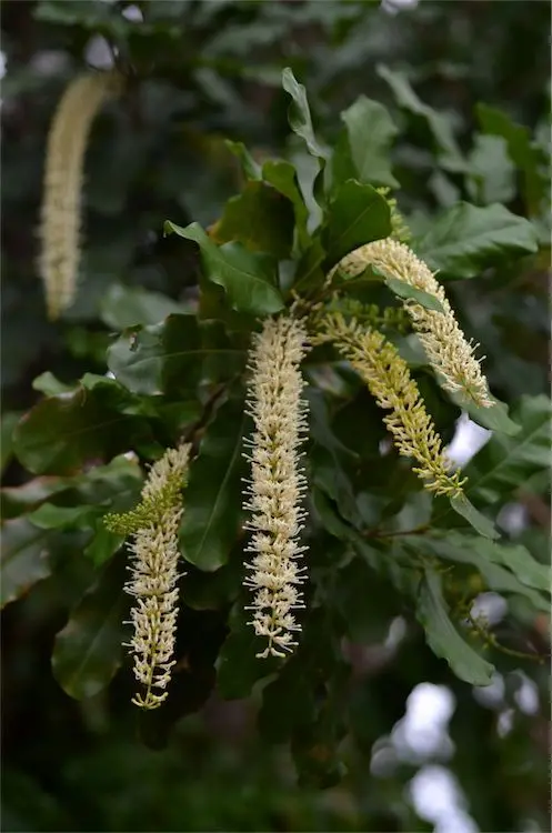 Fruit & Vegetables - Aussie Bush Tucker - An Introduction to Common ...
