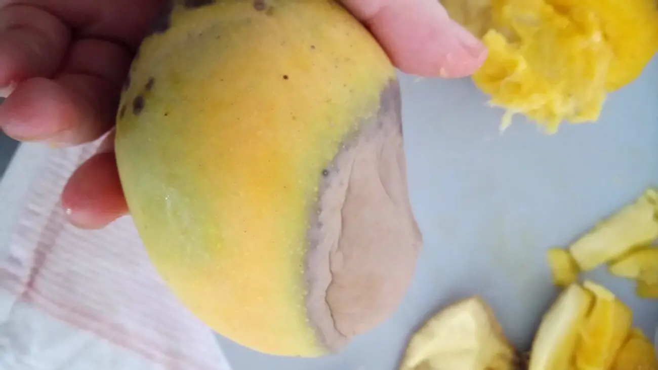 First mangoes ....sunburnt?? - Self Sufficient Culture