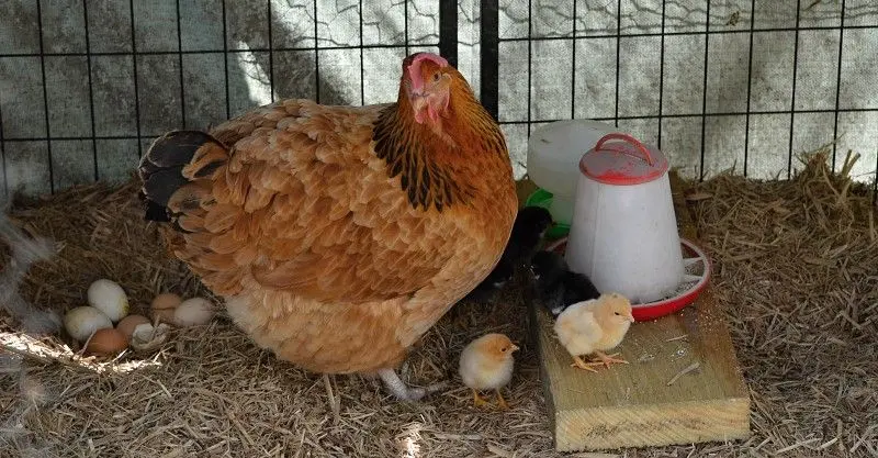 Natural hatching chicken hen | Self Sufficient Culture