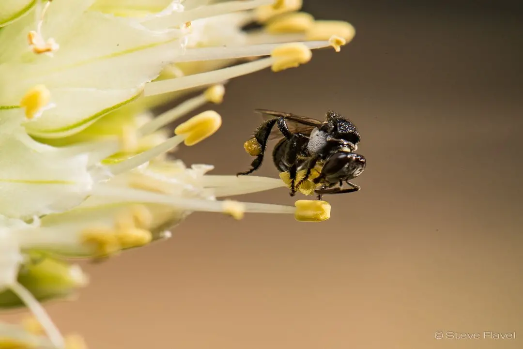 Swarming Stingless Native bees Carbonaria | Self Sufficient Culture