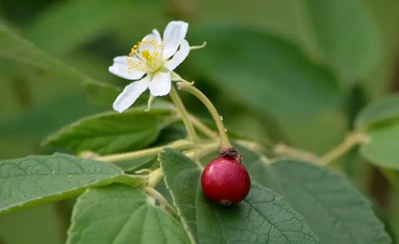 Panama Berry growing and tree - Self Sufficient Culture