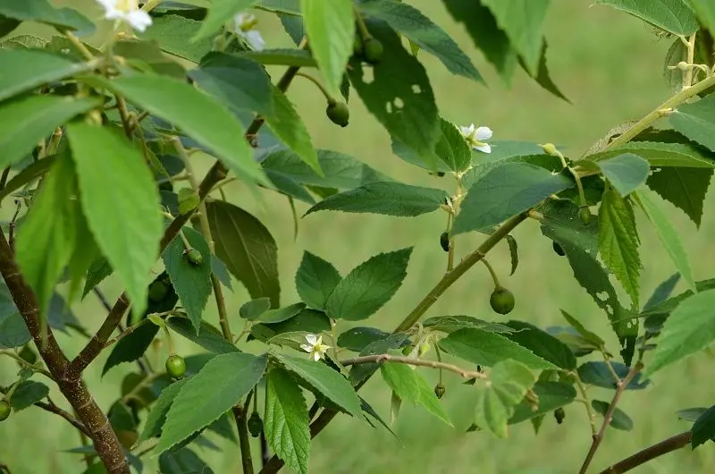 Panama Berry growing and tree - Self Sufficient Culture