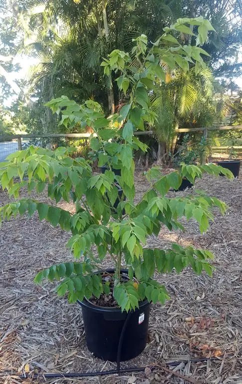 Panama Berry video - Self Sufficient Culture