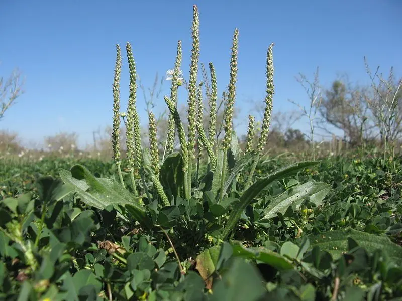 Fruit & Vegetables - Aussie Bush Tucker - An Introduction to Common ...