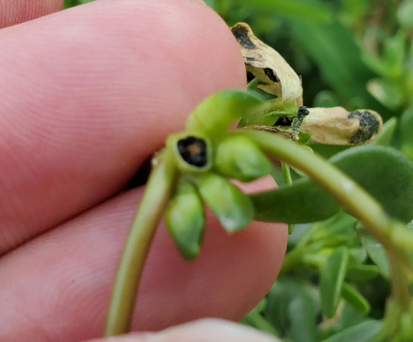 Fruit & Vegetables - A Beginners Guide to Edible Weeds | Purslane ...