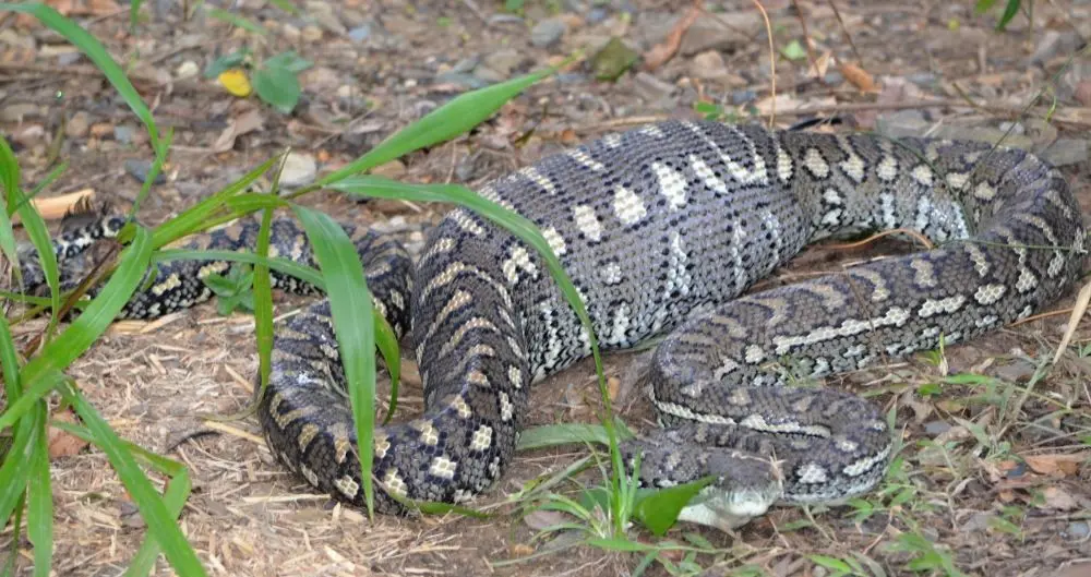 Python in chicken pen - Snake Pics! - Self Sufficient Culture