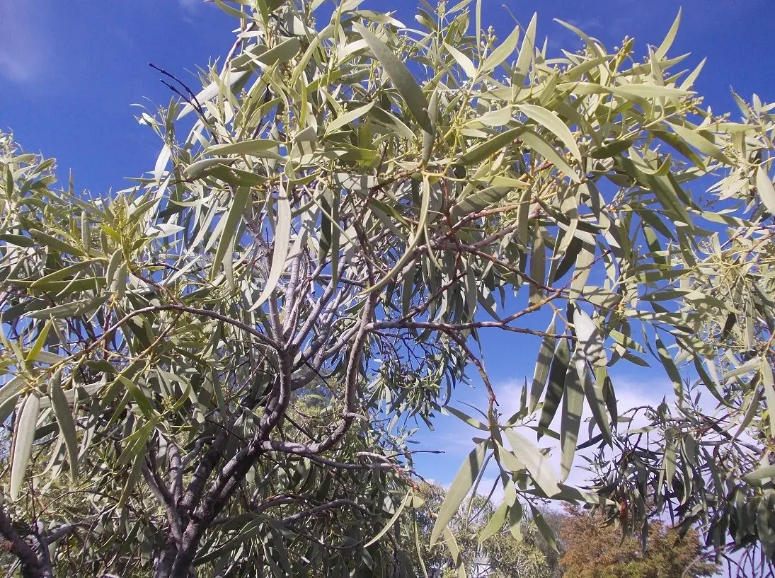 Fruit & Vegetables - Quandongs - Australia's amazing native desert ...