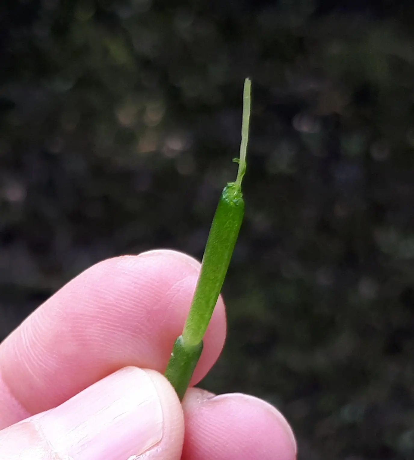 Fruit & Vegetables - Aussie Bush Tucker - An Introduction to Common ...