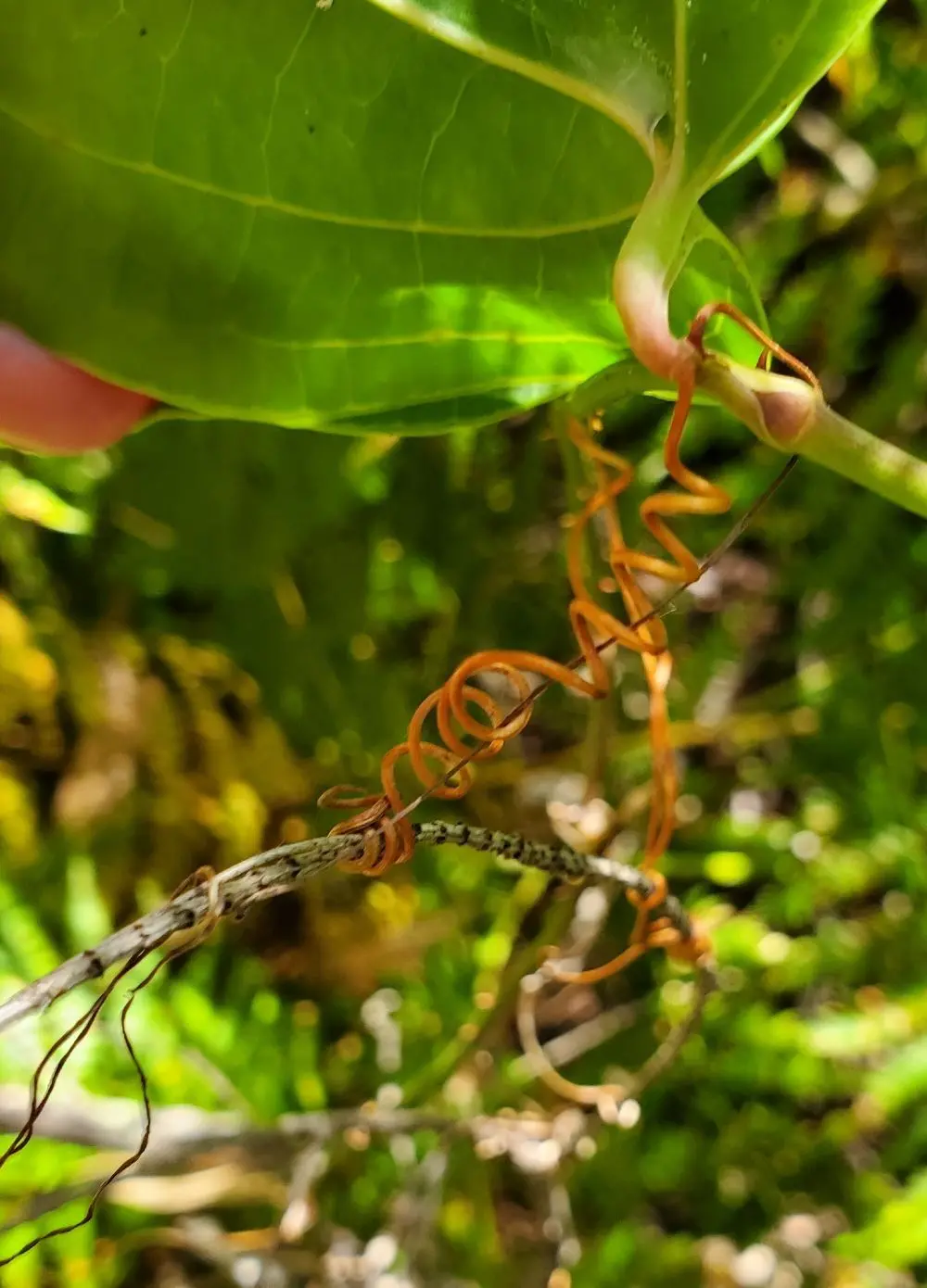 Fruit & Vegetables - Aussie Bush Tucker - An Introduction to Common ...