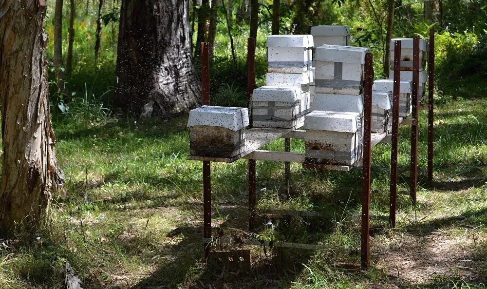Swarming Stingless Native bees Carbonaria - Self Sufficient Culture