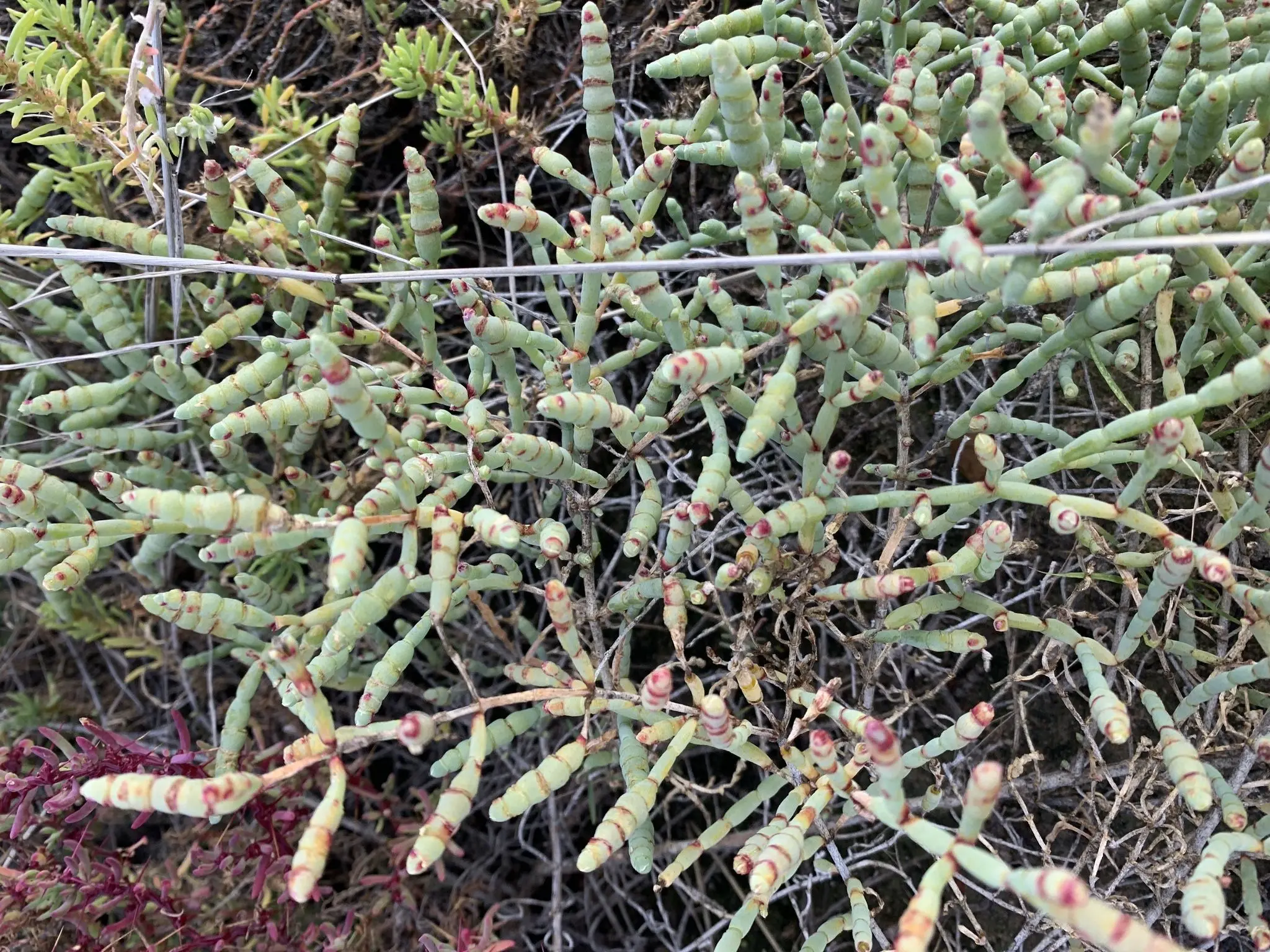 Fruit & Vegetables - Aussie Bush Tucker - An Introduction to Common ...