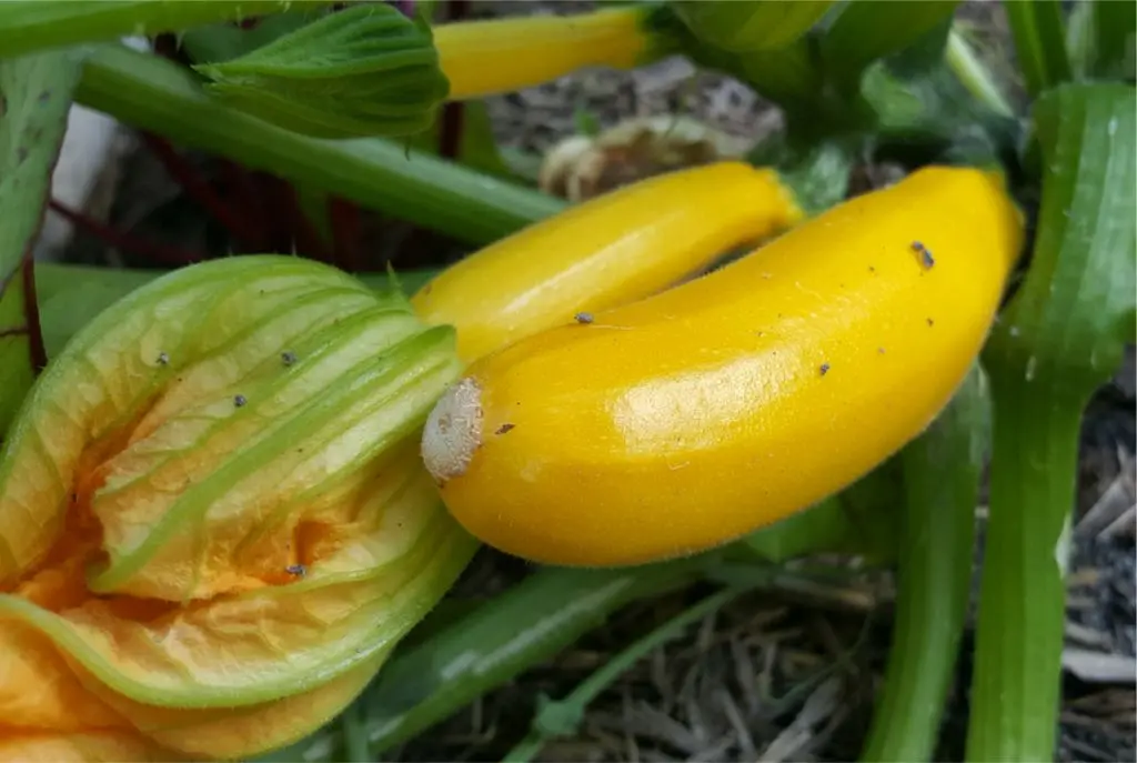 My Raised Veggie Beds | Page 3 | Self Sufficient Culture