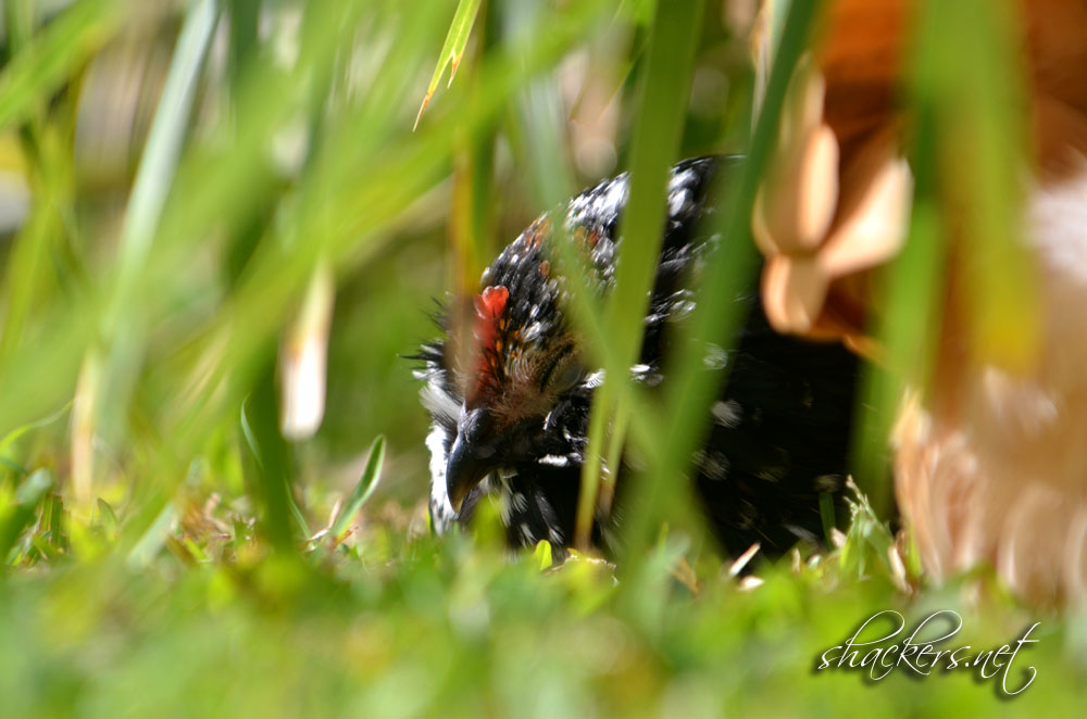 Cute Chicken Pics... | Self Sufficient Culture