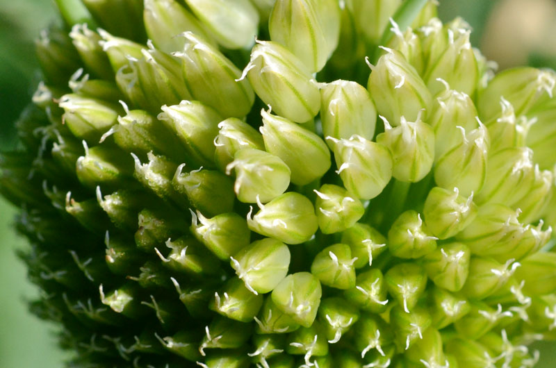 Flower Pics | Page 3 | Self Sufficient Culture