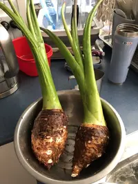 Veg Showcase - Growing Taro In My Aquaponic System - Self Sufficient ...