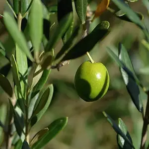 Manzanillo Olive | Self Sufficient Culture