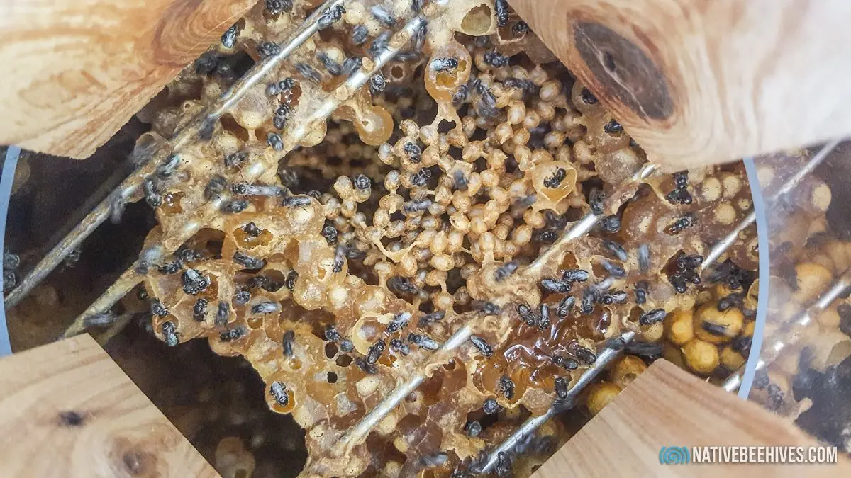 Native Bees - Australis | Self Sufficient Culture