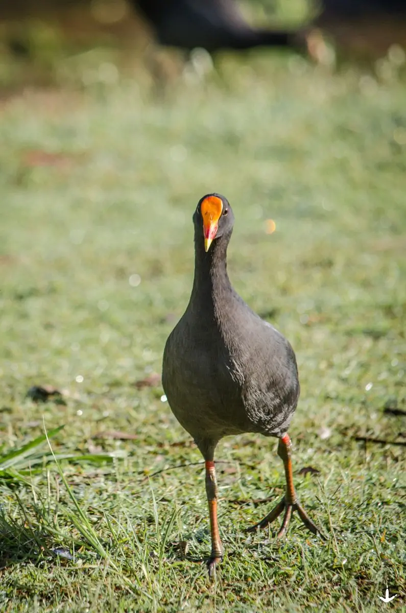 Water Hen - Self Sufficient Culture