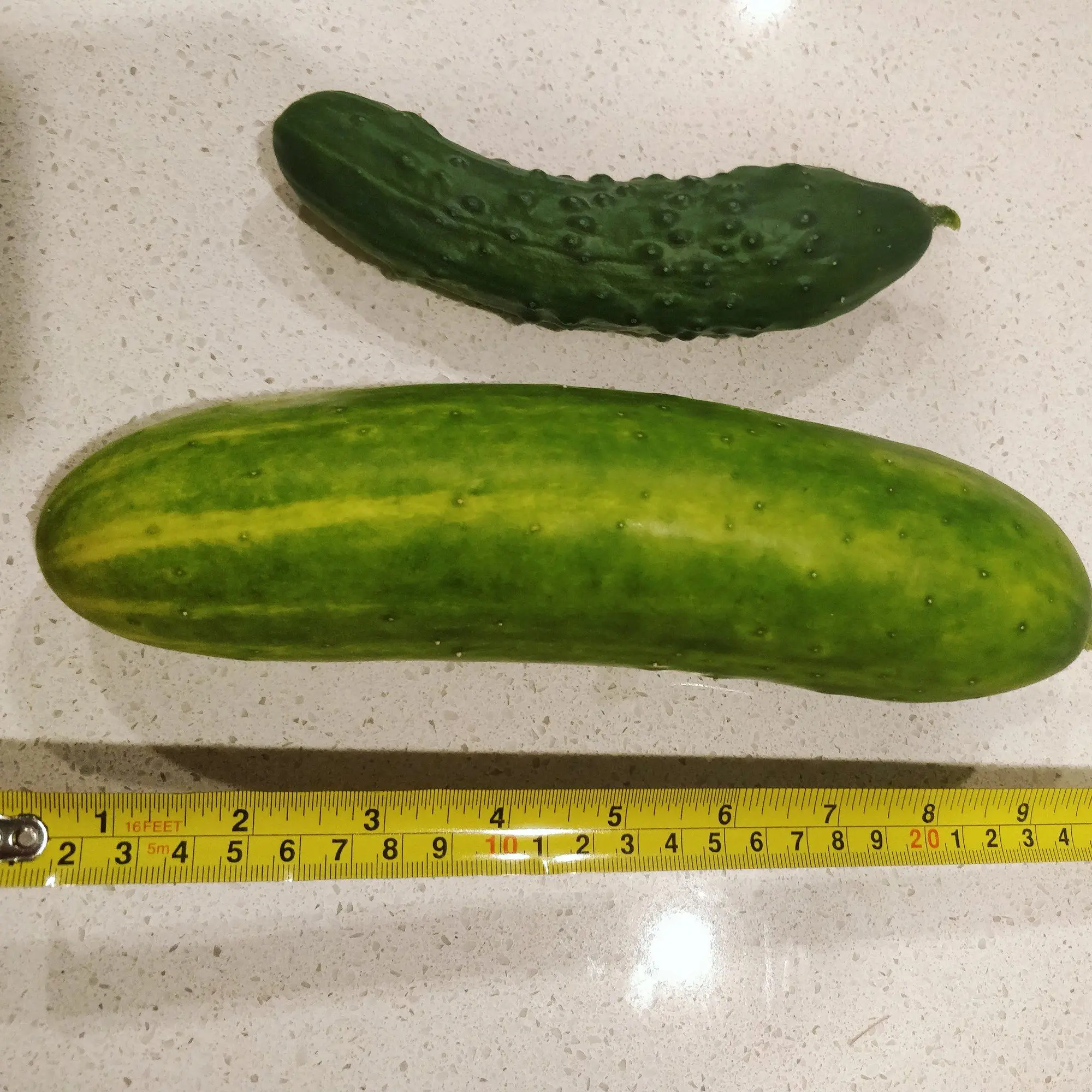Cucumber | Self Sufficient Culture