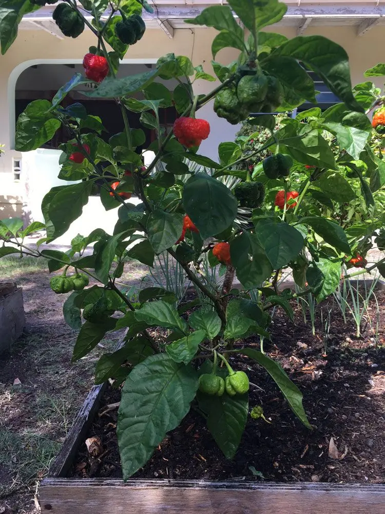 Scorpion Peppers | Self Sufficient Culture